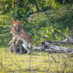 From Ella: YALA SAFARI TOUR & Galle/Mirissa/Tangalle transfer - The Itinerary: What You Can Expect
