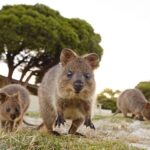 From Fremantle: Rottnest Island Ferry and Bike Day Tour - Authentic Wildlife and Beach Experiences