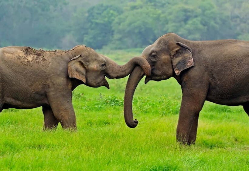 From Galle/Mirissa/Tangalle : YALA SAFARI & Ella Transfer - FAQ