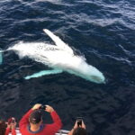 From Galle: Mirissa Whale and Dolphin Watching Boat Ride - Deep Dive: What to Expect from the Mirissa Whale and Dolphin Watching Tour