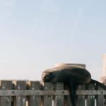 From Goolwa: Half-Day Coorong Experience - Who Will Love This Experience?