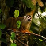 From Ha Noi Cuc Phuong National Park - Key Points
