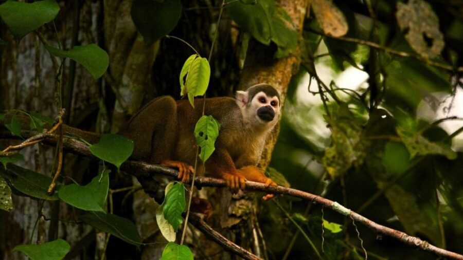From Ha Noi Cuc Phuong National Park - Key Points