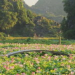From Hanoi: 2-Day Ninh Binh Nature & Culture Explorer - What Makes This Tour Stand Out?