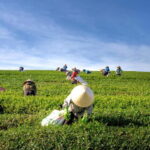 From Hanoi: 4-Day Moc Chau Tea Plantation and Waterfall Tour - Itinerary Breakdown: What to Expect