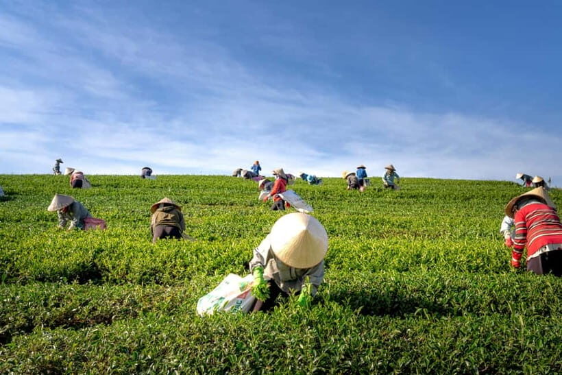 From Hanoi: 4-Day Moc Chau Tea Plantation and Waterfall Tour - Itinerary Breakdown: What to Expect