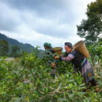From Hanoi: Moc Chau 3-Day Guided Tour - The Itinerary Breakdown