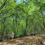 From Ho Chi Minh City: Can Gio Mangrove & Monkey Island Trek - Insights from Real Travelers