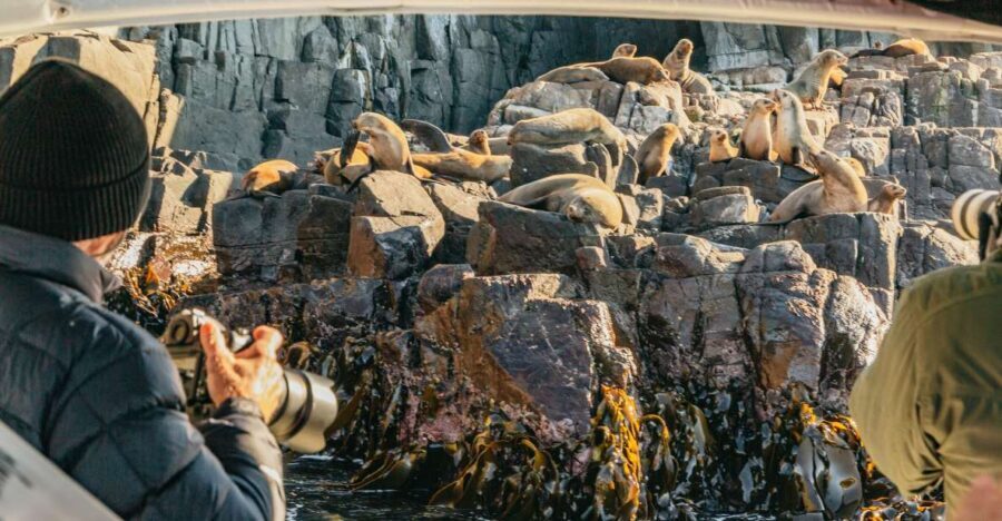 From Hobart/Adventure Bay: Bruny Island Wilderness Cruise - An In-Depth Look at the Bruny Island Wilderness Cruise