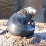 From Hobart: Day Tour to Maria Island with Bus Connection - Who Will Love This Tour?