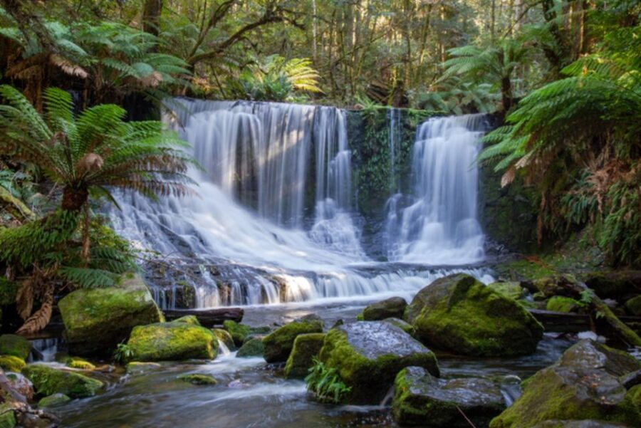 From Hobart: Mt. Field National Park and Russell Falls - What Makes This Tour Worth It