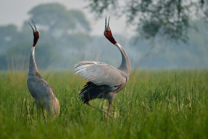 From Jaipur: Bird Safari and Agra sightseeing All-Inclusive - Transportation and Duration: Why It Matters