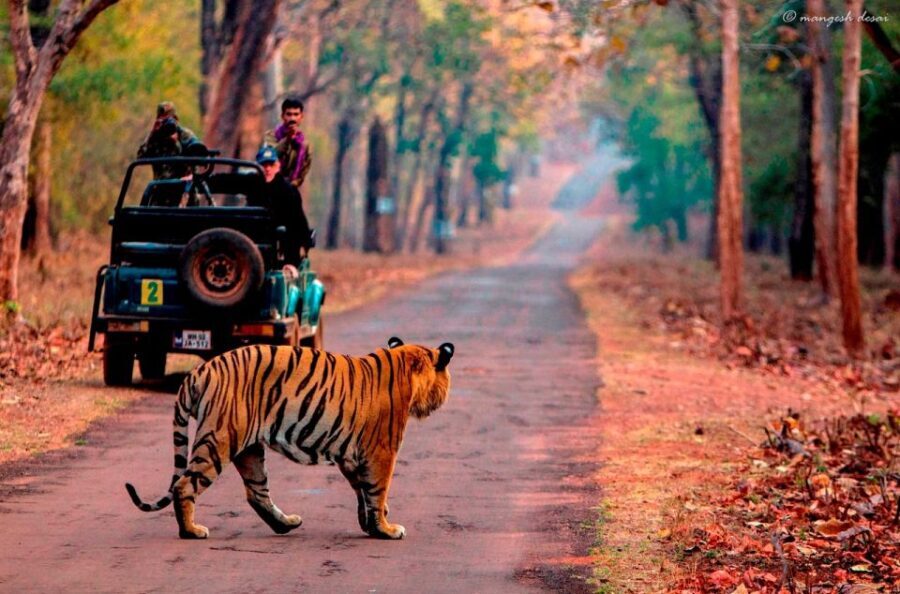 From Jaipur: Same Day Ranthambore excursion - Why This Tour Is a Great Fit