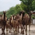 From Jodhpur: Half-Day Tour, Camel Ride, & Dinner in Osian - The Itinerary Breakdown