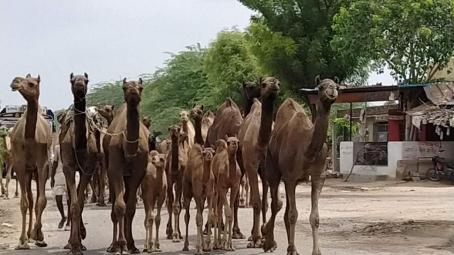 From Jodhpur: Half-Day Tour, Camel Ride, & Dinner in Osian - The Itinerary Breakdown