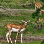 From Jodhpur:Experience the Authentic Bishnoi Village Safari - How It Compares to Similar Experiences