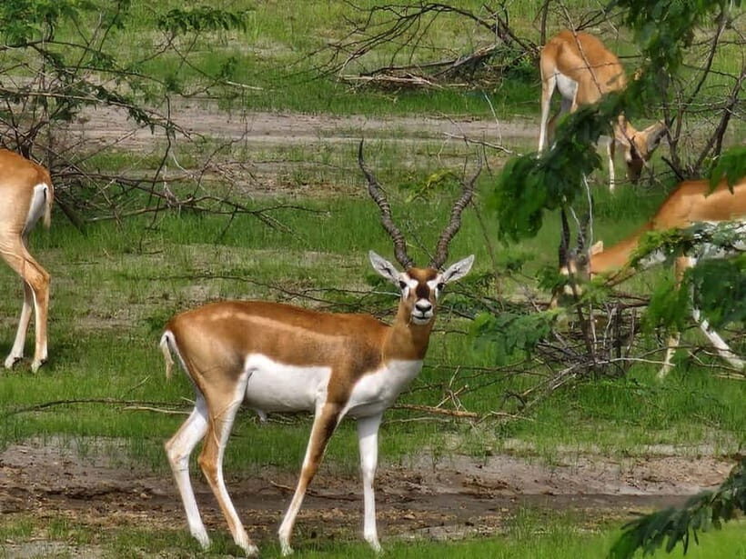 From Jodhpur:Experience the Authentic Bishnoi Village Safari - How It Compares to Similar Experiences
