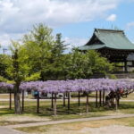 From Kanazawa: Tonami Tulip Festival and UNESCO Gokayama - Who Would Love This Tour?
