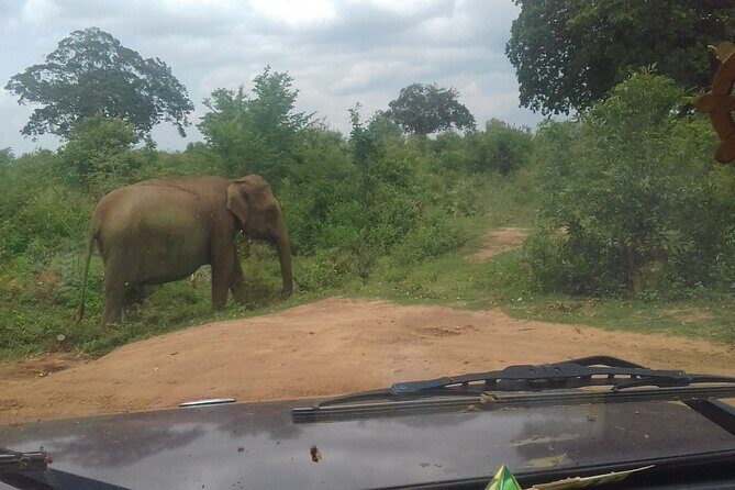 From kandy visit yala Saffari and drop mirissa one day - Who Should Consider This Tour?