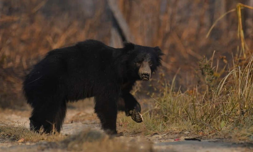 From Kathmandu/Pokhara: 3-Day Chitwan National Park Tour - Practical Details and Value