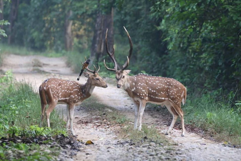 From Kathmandu/Pokhara: Bardiya National Park 4-Day Tour - FAQs