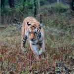 From Khajuraho: Full-Day Sightseeing Tour with Tiger Safari - Practical Details and What Travelers Should Know