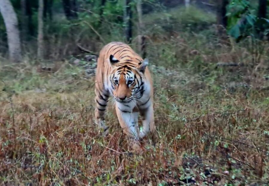 From Khajuraho: Full-Day Sightseeing Tour with Tiger Safari - Practical Details and What Travelers Should Know