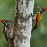 From Khaosok:Half day Bird watching and Wildlife explore - Analyzing the Value