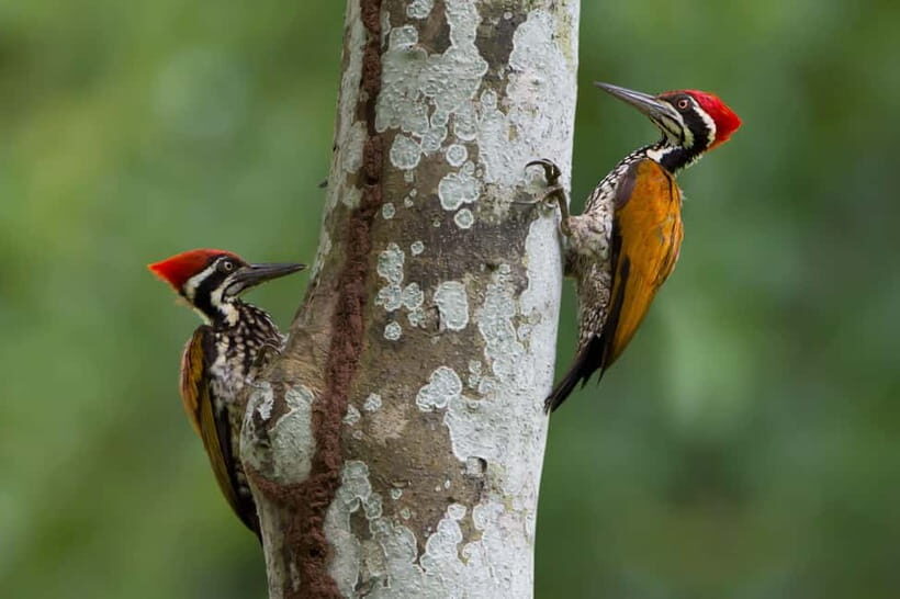 From Khaosok:Half day Bird watching and Wildlife explore - Analyzing the Value