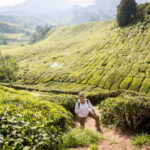 From KL: Cameron Highlands with BOH Habu & Sungei Tea Visit - The Realities of the Tour: Weighing Value and Experience