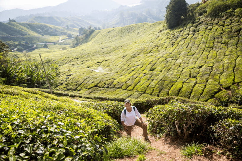 From KL: Cameron Highlands with BOH Habu & Sungei Tea Visit - The Realities of the Tour: Weighing Value and Experience