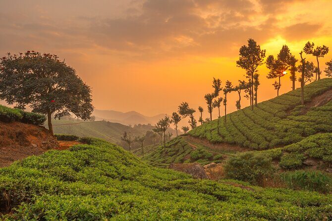 From Kochi: Day Tour to Munnar with Tea Garden and Waterfalls - What Travelers Love
