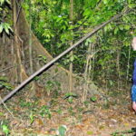 From Krabi: 1-Day Khao Sok & 2-Day Cheow Lan Lake Safari - What Makes This Tour Stand Out