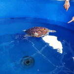 From Kuala Lumpur: Port Dickson Tour with Dragon Cruise - A Balanced Look at the Port Dickson Day Trip
