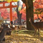 From Kyoto: Nara Guided Half Day Bus Tour - Transportation and Group Size