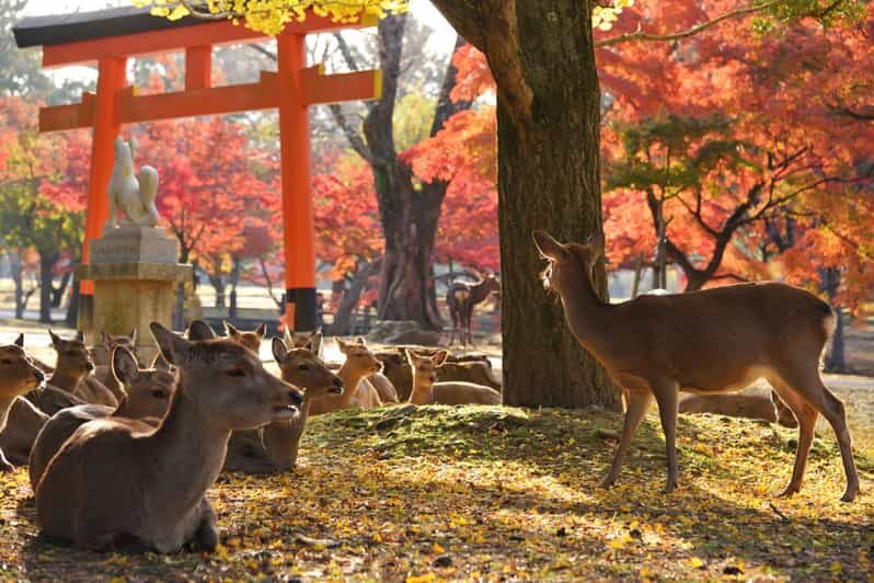 From Kyoto: Nara Guided Half Day Bus Tour - Transportation and Group Size