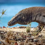 From Labuan Bajo Explore komodo island & Snorkeling - Who Will Love This Tour?