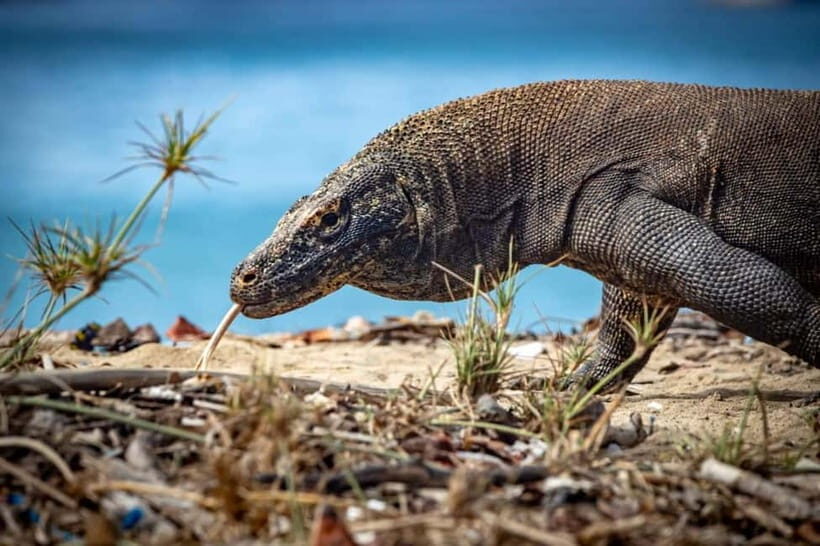 From Labuan Bajo Explore komodo island & Snorkeling - Who Will Love This Tour?