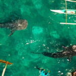 From Lombok: 2-Day Sumbawa Tour & Swim with Whale Sharks - Who Will Love This Tour?