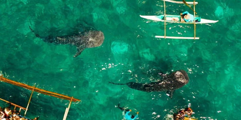 From Lombok: 2-Day Sumbawa Tour & Swim with Whale Sharks - Who Will Love This Tour?