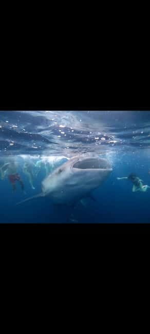 From Lombok,Sumbawa Whale Shark Tour 2D1N - Final Thoughts: Who Will Love This Tour?