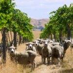 From Lyttelton: Private Wine Tour & Chefs Degustation - The Sum Up: Why You Should Consider This Tour