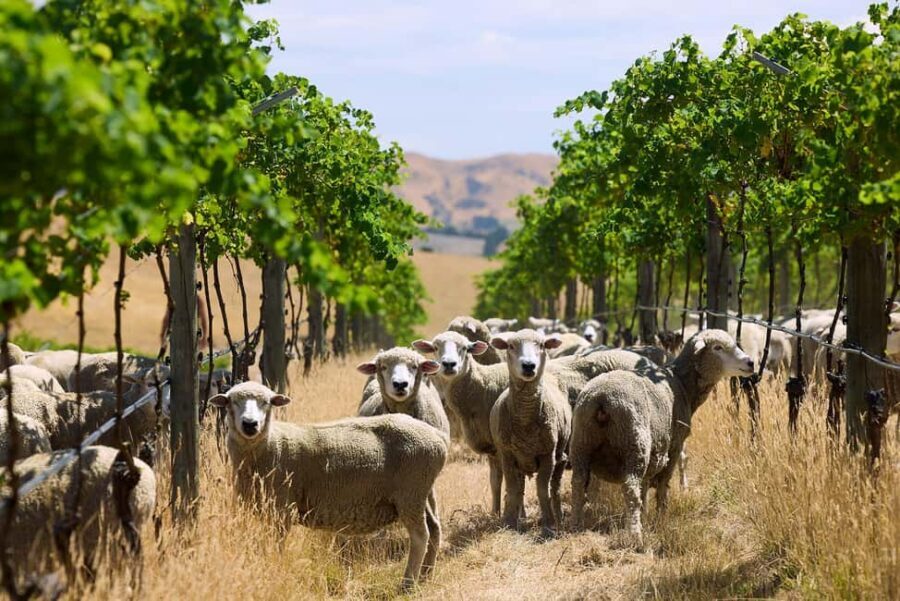 From Lyttelton: Private Wine Tour & Chefs Degustation - The Sum Up: Why You Should Consider This Tour