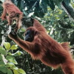 From Medan : 6 Hours Trekking for Orang Utan at Mount Leuser - Key Points
