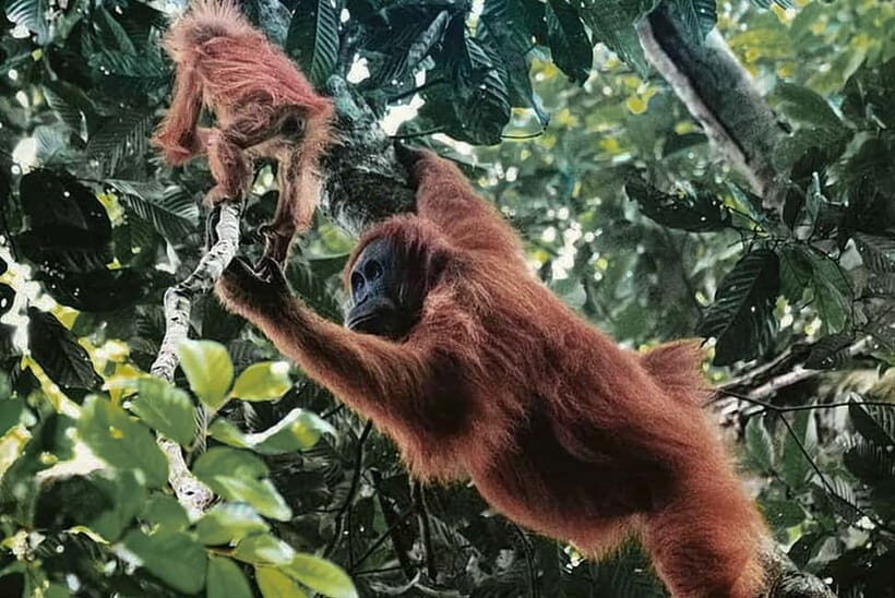 From Medan : 6 Hours Trekking for Orang Utan at Mount Leuser - Key Points
