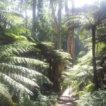 From Melbourne: Dandenong Ranges Private Day Tour - Is This Tour Worth the Price?