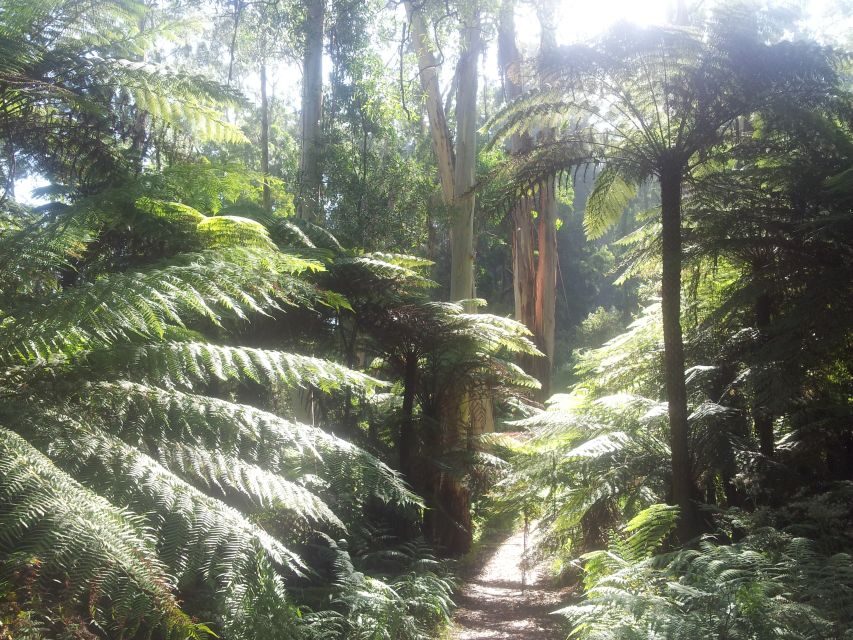 From Melbourne: Dandenong Ranges Private Day Tour - Is This Tour Worth the Price?