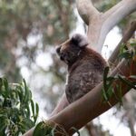 From Melbourne: Great Ocean Road & 12 Apostles Full-Day Tour - The Practical Side: What to Expect