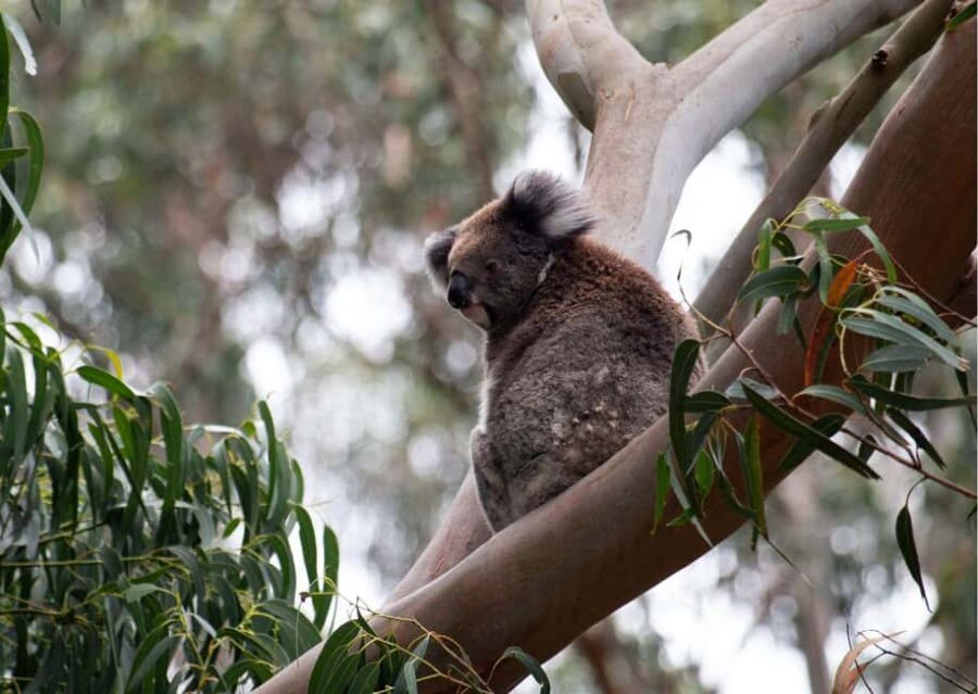 From Melbourne: Great Ocean Road & 12 Apostles Full-Day Tour - The Practical Side: What to Expect