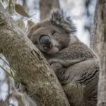 From Melbourne: Great Ocean Road & Wildlife Sightseeing Tour - What We Loved About This Tour